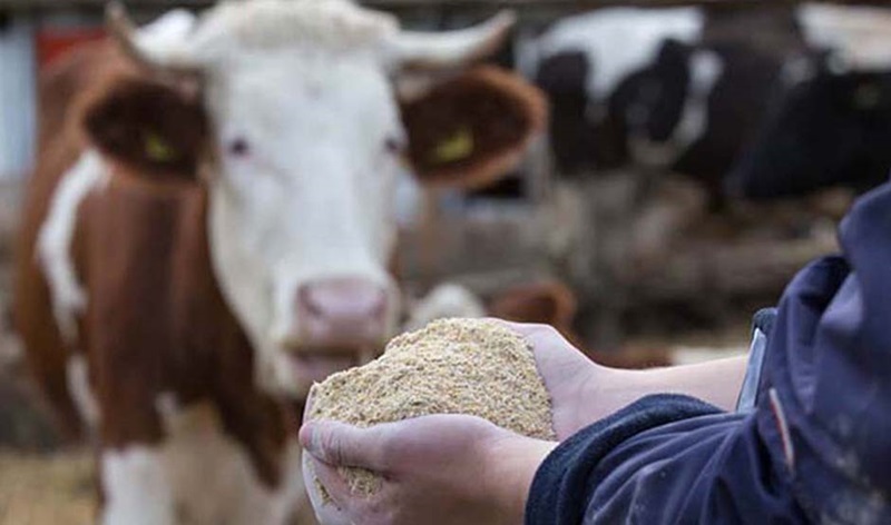 Animal Nutrition | Products