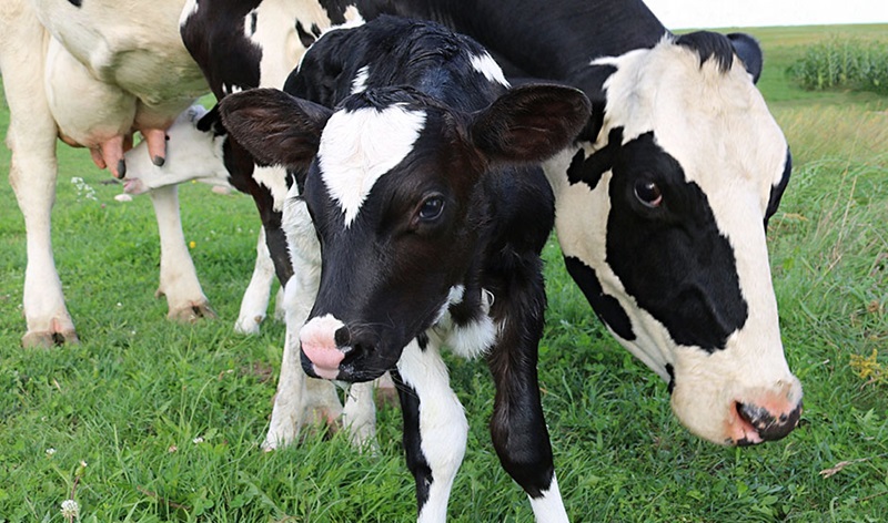 Animal Nutrition | Products